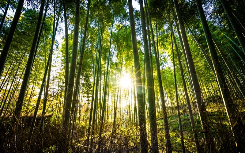 Un albero per ogni giovane talento: nasce la Foresta degli Innovatori